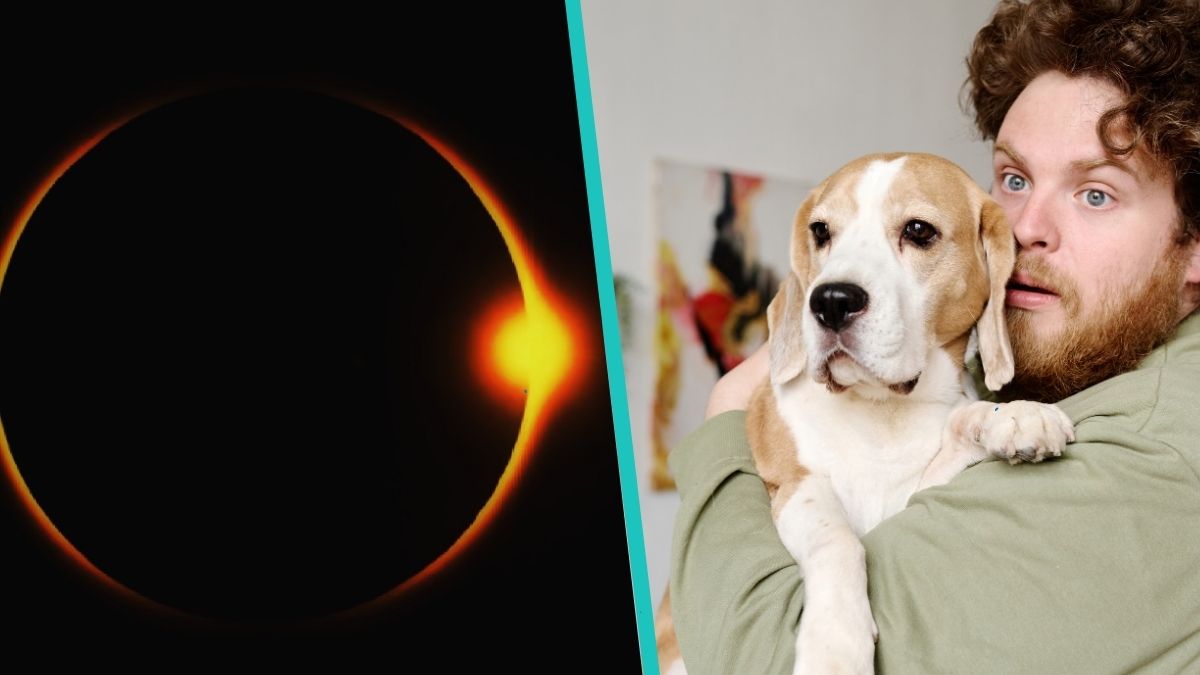 Así puedes aliviar la ansiedad provocada por el eclipse solar 2024 en tu perro | Patas en Casa